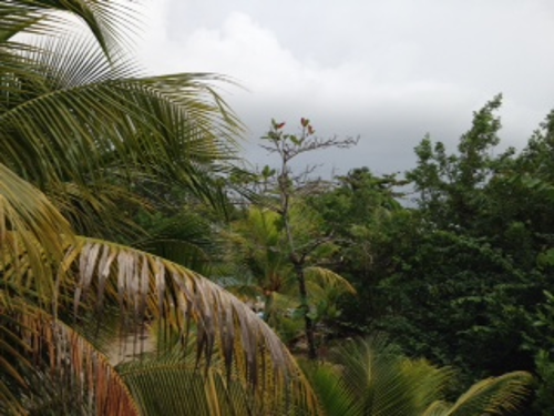 Garbage Day – donnacapper