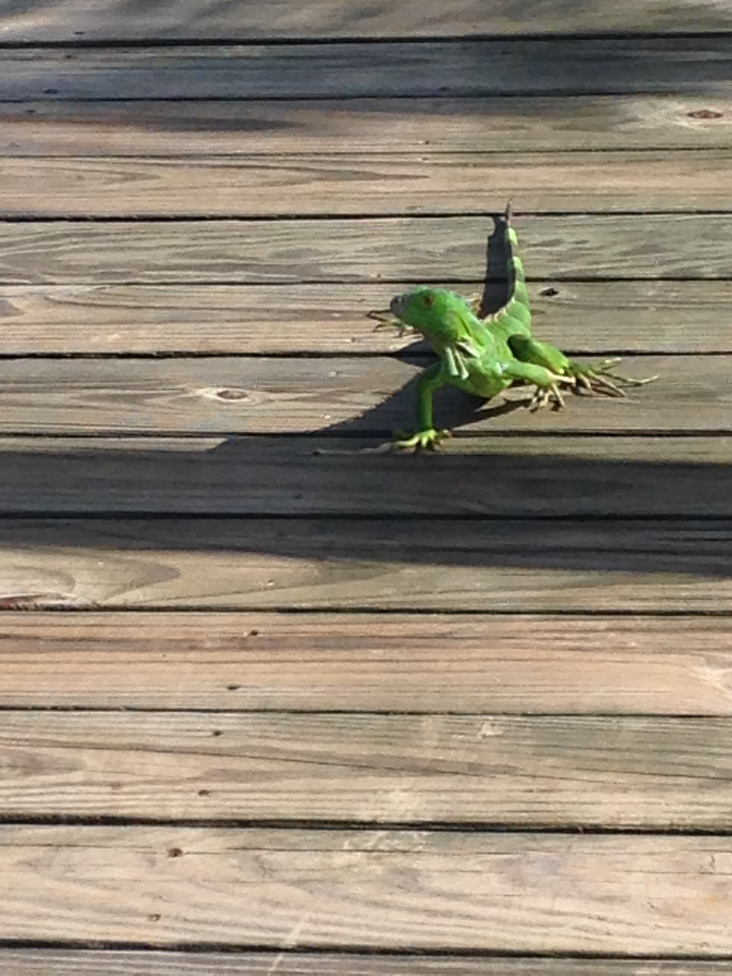 Road trip Placencia to Dandriga: Cops – good, bad and good! – donnacapper